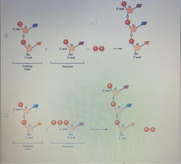 Solved Which of the following represents the biochemical | Chegg.com