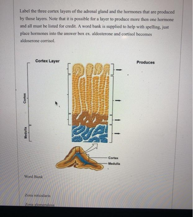Solved Label the three cortex layers of the adrenal gland | Chegg.com