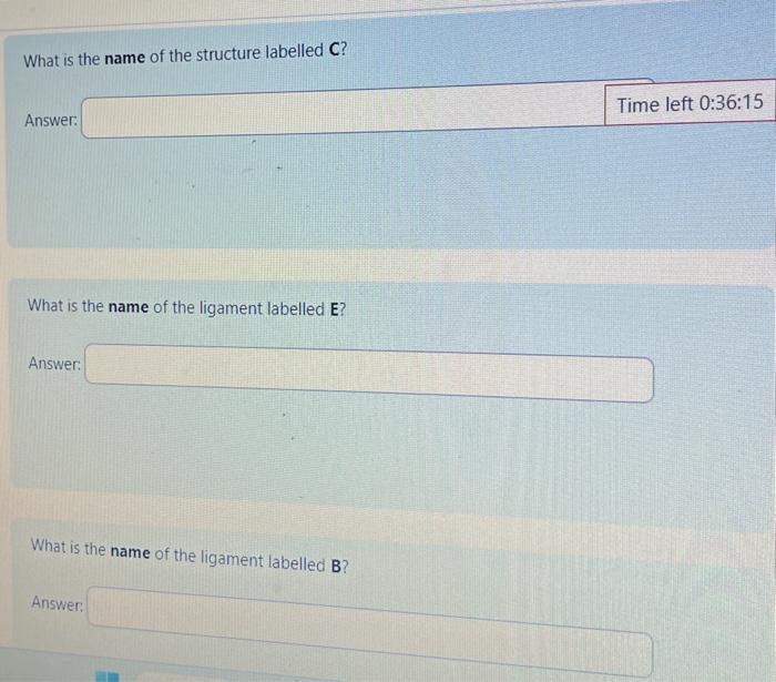 Solved What is the name of the structure labelled C ? An | Chegg.com