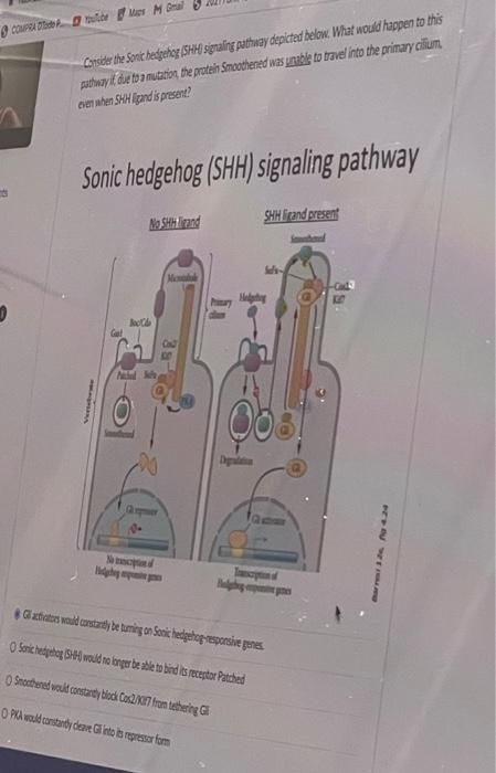 Sonic hedgehog (SHH) signaling pathwaySonichedgehog | Chegg.com