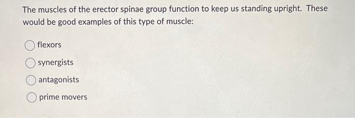 Solved The muscles of the erector spinae group function to | Chegg.com