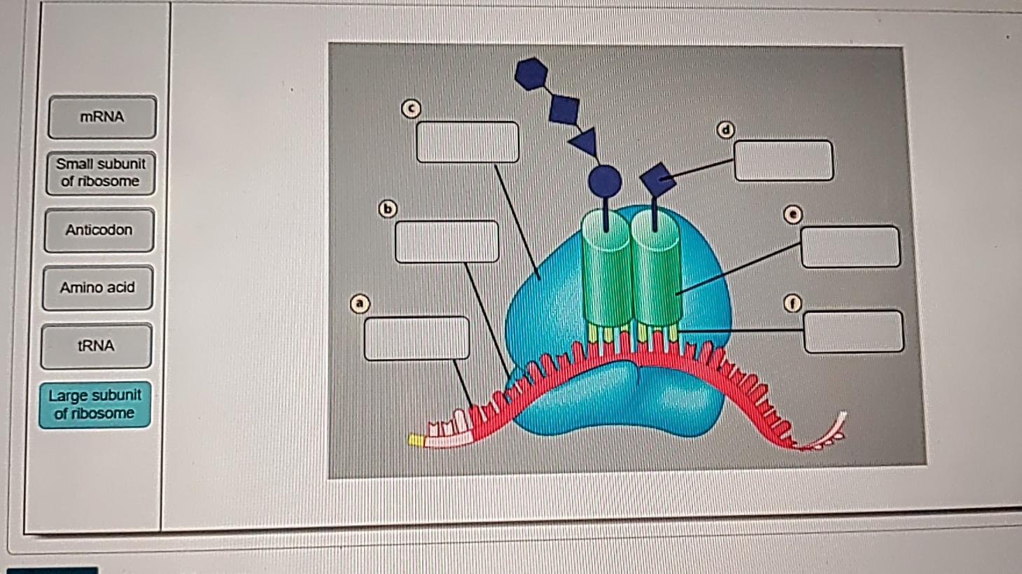 Solved mRNA Small subunit of ribosome Anticodon Amino acid | Chegg.com