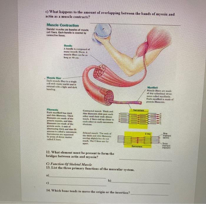 Solved c) What happens to the amount of overlapping between | Chegg.com