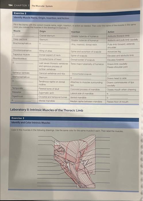 Solved 194 CHAPTER 7 The Muscular System Exercise 2 Identify | Chegg.com