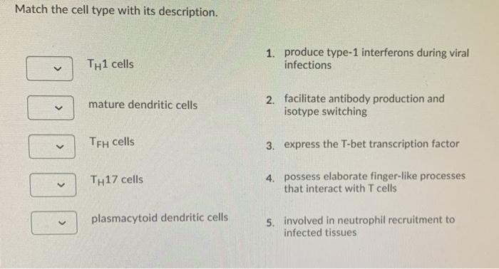 Solved Match the cell type with its description. TH1 cells | Chegg.com