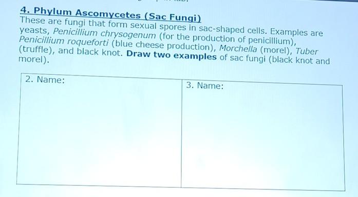 Solved 4. Phylum Ascomycetes (Sac Fungi) These are fungi | Chegg.com