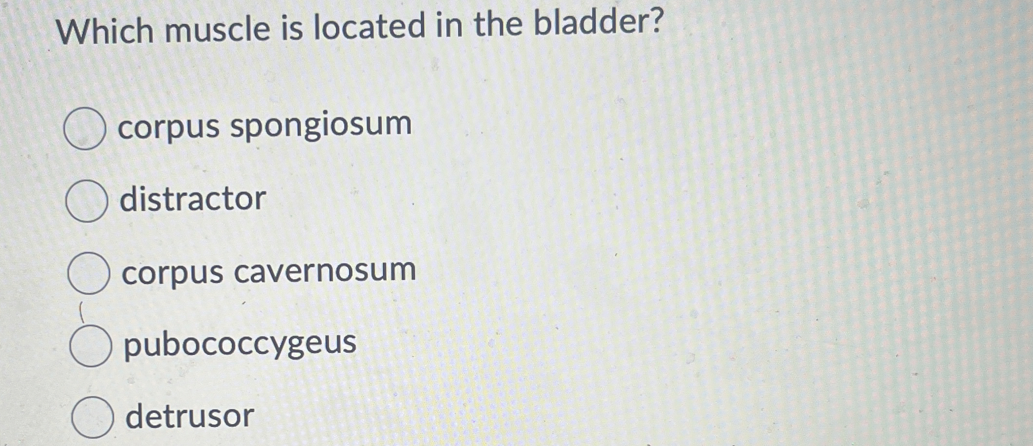 Which muscle is located in the bladder?corpus | Chegg.com
