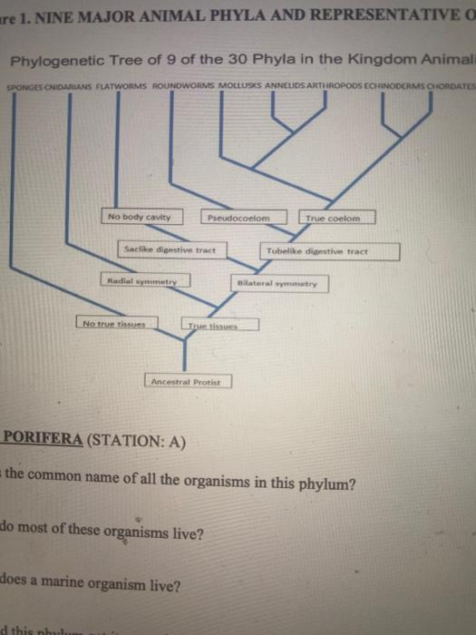 Phylogenetic Tree of 9 of the 30 Phyta in the Kingdom | Chegg.com