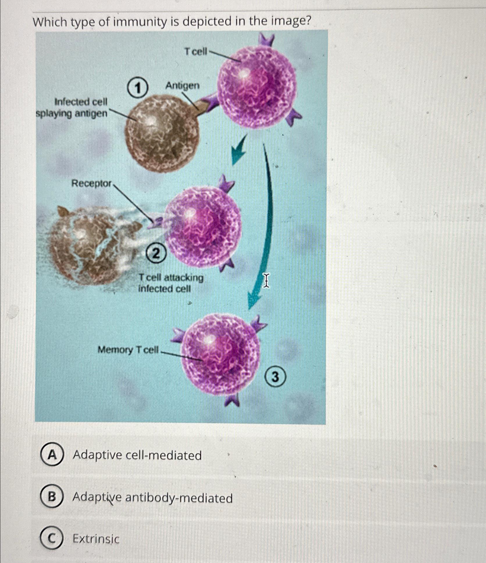 Solved Which type of immunity is depicted in the | Chegg.com