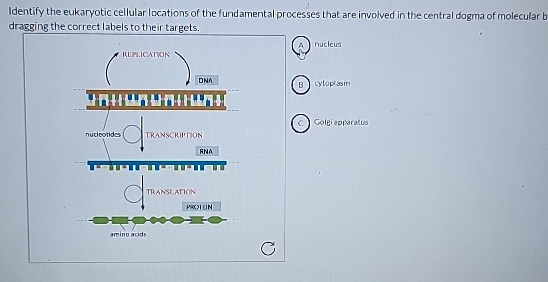 Solved Identify the eukaryotic cellular locations of the | Chegg.com