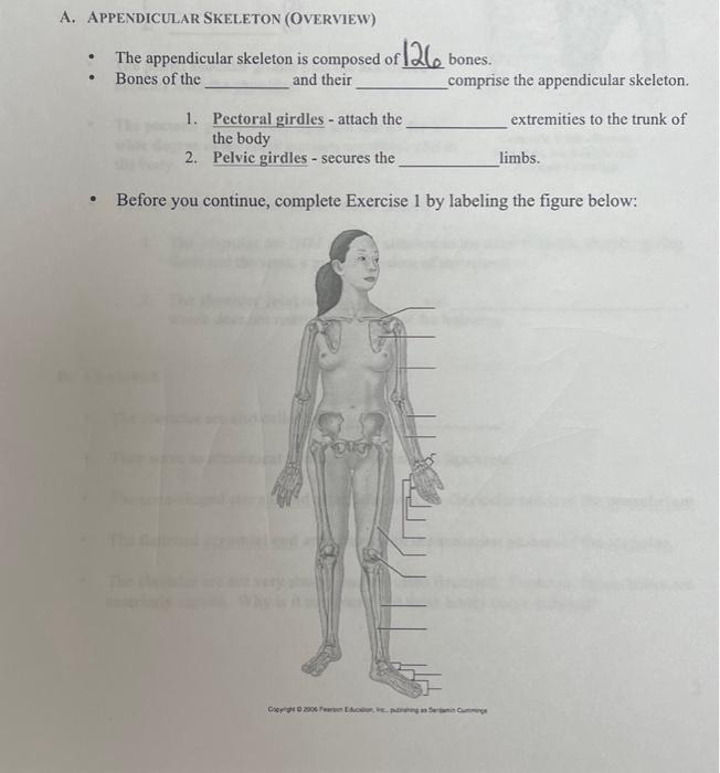 Solved A. APPENDICULAR SKELETON (OVERVIEW) - The | Chegg.com