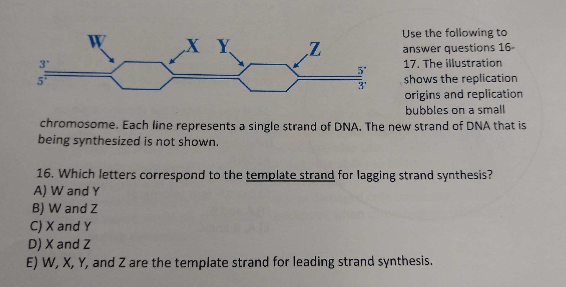 Solved Which letters correspond to the template strand for | Chegg.com