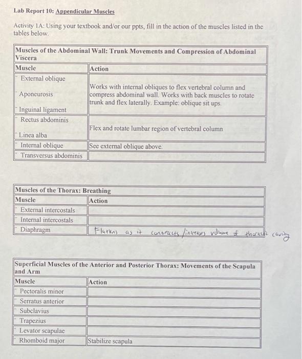 Solved Lab Report 10: Appendicular Muscles Activity 1A: | Chegg.com