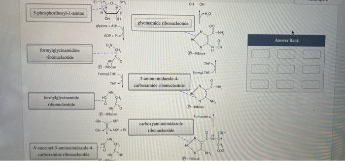 Solved in 15 of 25 PRPP 5-phosphoribosyl-1-amine H De novo | Chegg.com