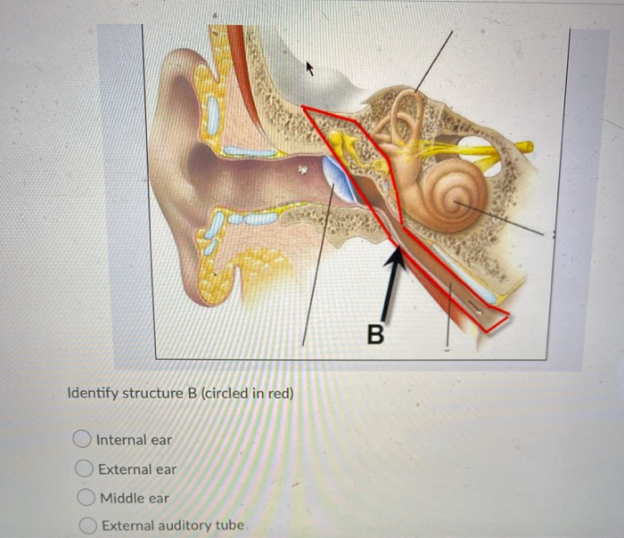 Solved B Identify structure B (circled in red) Internal ear | Chegg.com
