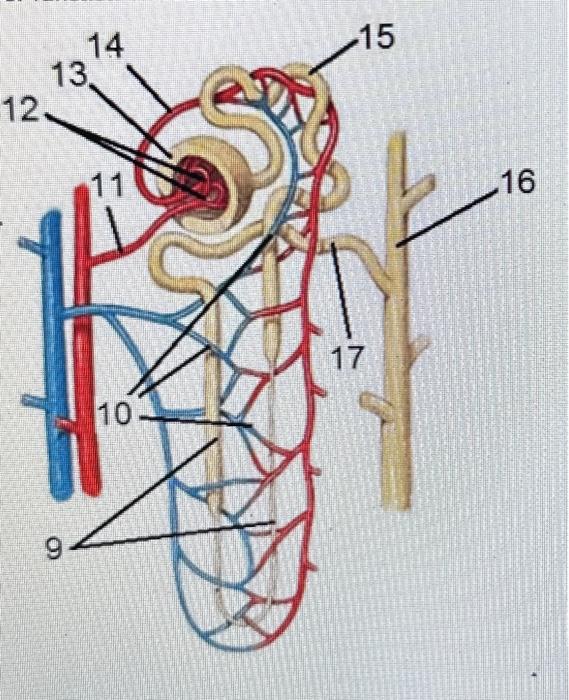 Solved label please: proximal convuluted tubule, nephron | Chegg.com