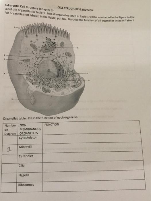 Solved Eukaryotic Cell Structure (Chapter 3) CELL STRUCTURE | Chegg.com