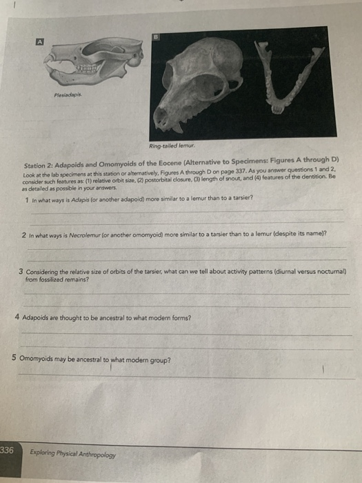Solved Plesiadapis. Ring-tailed lemur. Station 2: Adapoids | Chegg.com