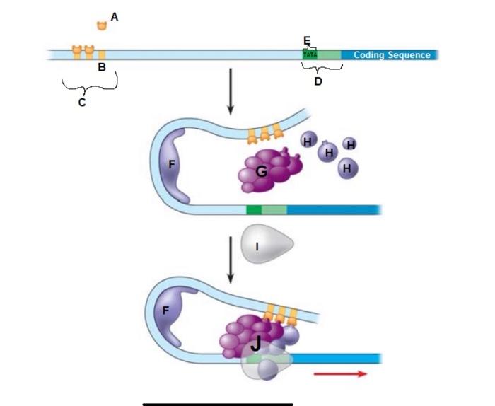 Solved TATA box Promoter DNA control element activators | Chegg.com