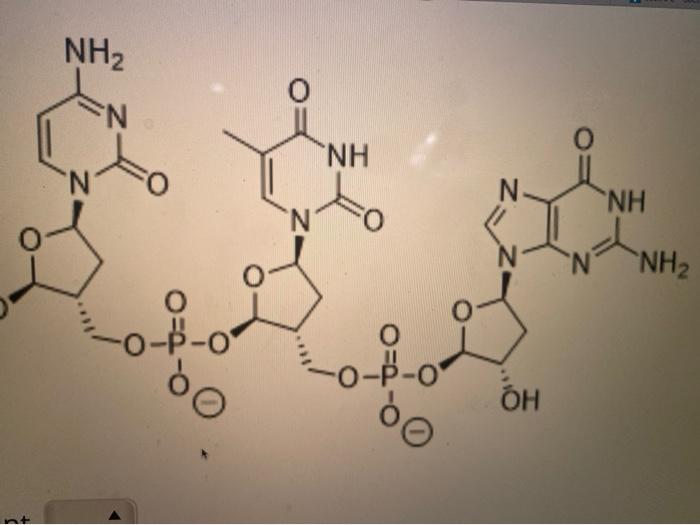 Solved please draw trinucleotide sequence ,CTGand consider | Chegg.com