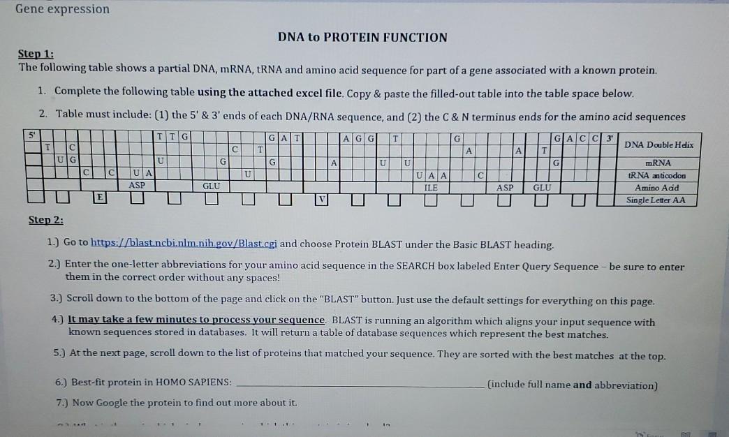 Solved Gene expression DNA to PROTEIN FUNCTION Step 1: The | Chegg.com