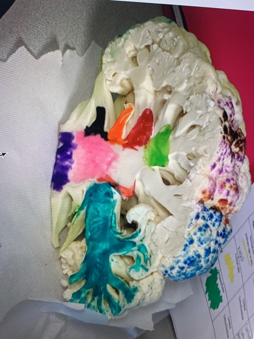 Solved The Zombie Brain (20 Course Points) We will be | Chegg.com