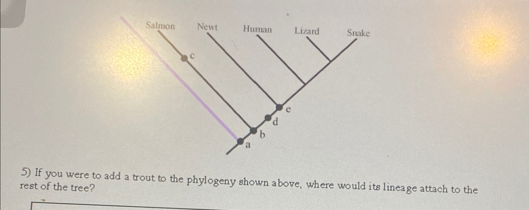 Solved If you were to add a trout to the phylogeny shown | Chegg.com
