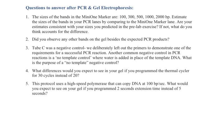 Solved Questions to answer after PCR \& Gel Electrophoresis: | Chegg.com
