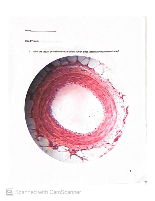 Solved 2. Label the major blood vessels. 2 CS Scanned with | Chegg.com