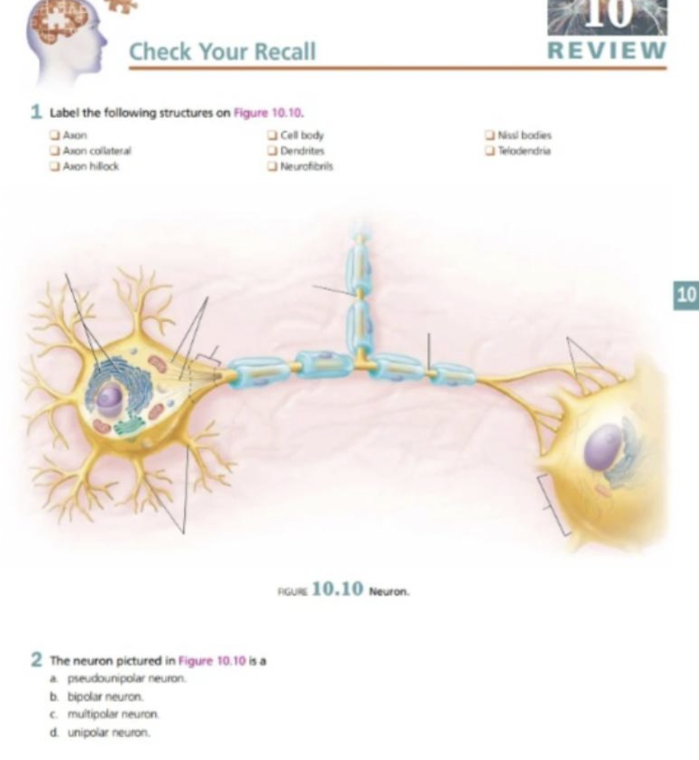 Solved Check Your RecallREVIEW1 ﻿Label the following | Chegg.com