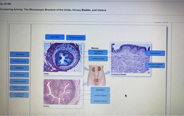 Solved Ex 29 HW art-labeling Activity: The Microscopie | Chegg.com