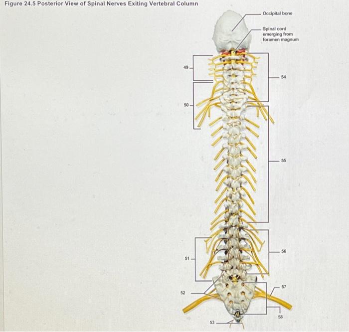 Solved Figure 24.5 Posterior View of Spinal Nerves Exiting | Chegg.com