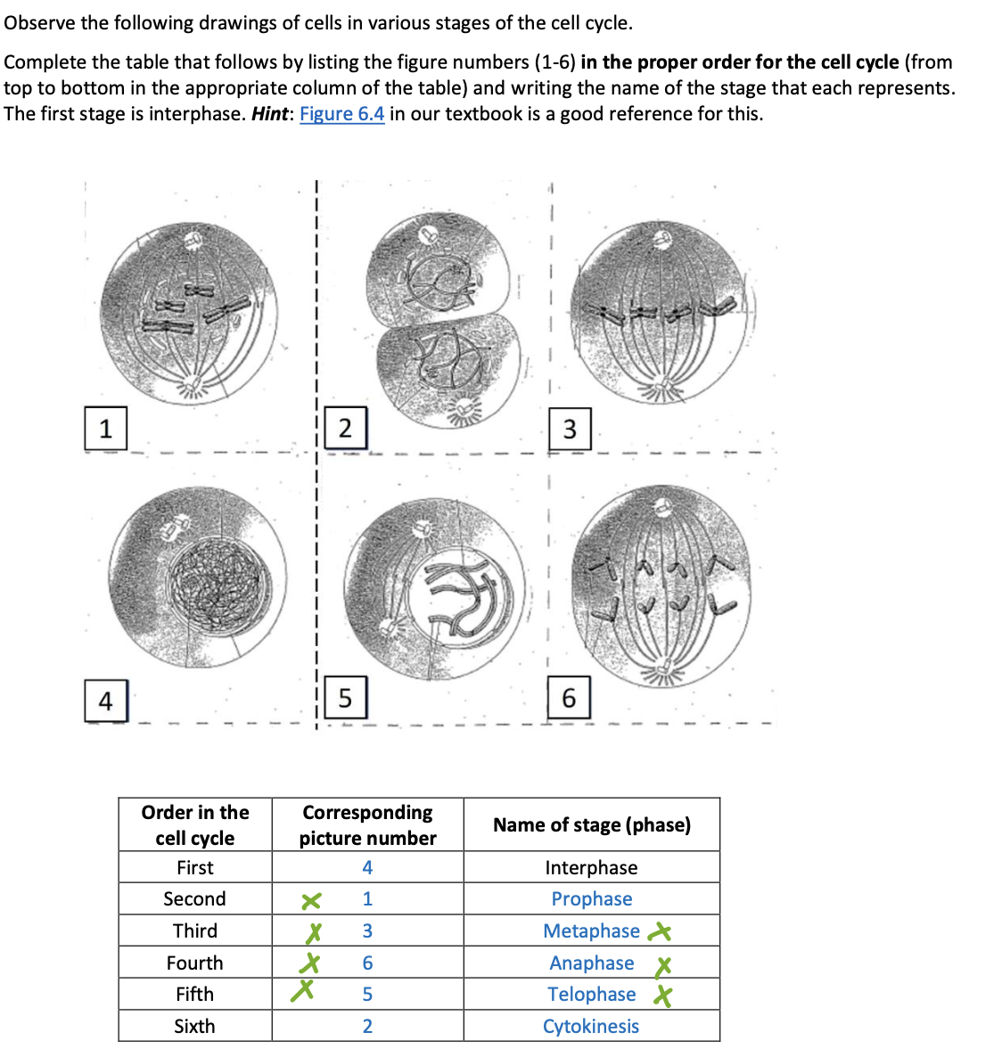 Solved Observe the following drawings of cells in various | Chegg.com