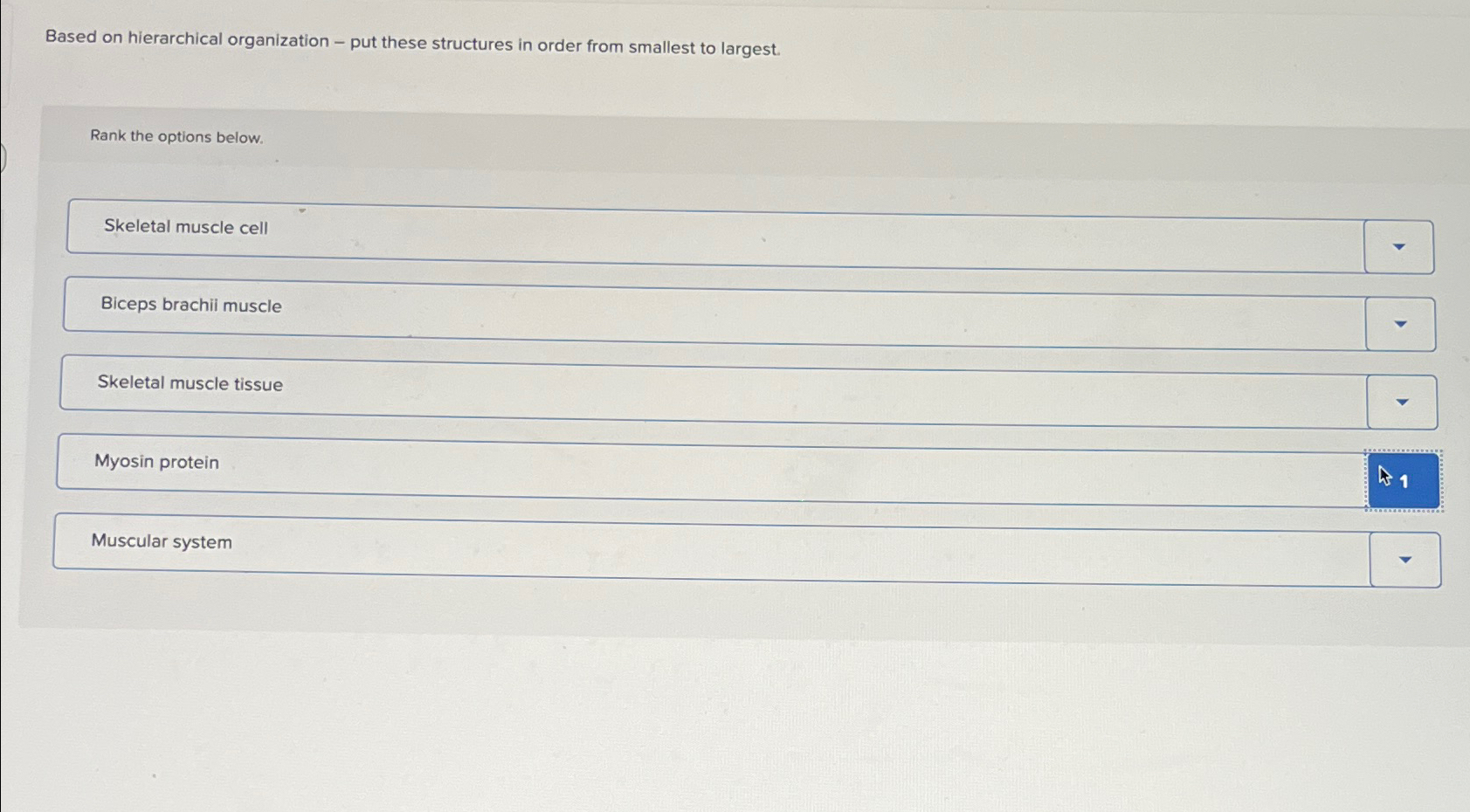 Solved Based on hierarchical organization - ﻿put these | Chegg.com