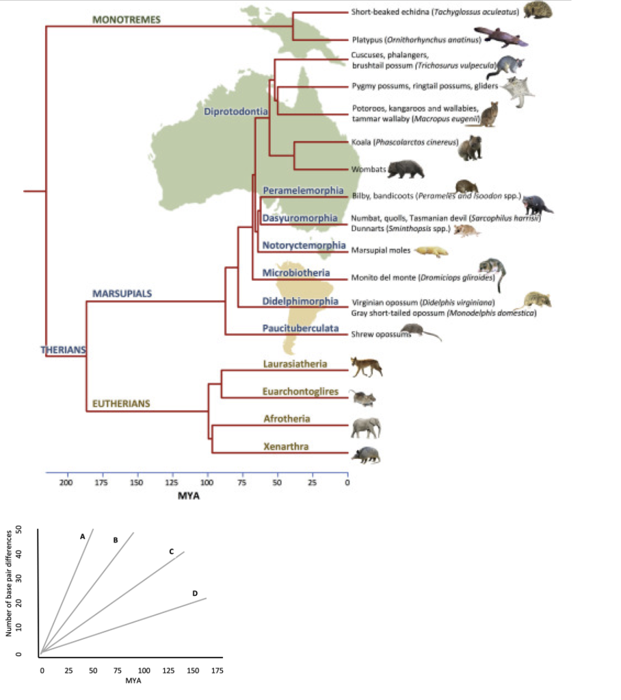 Solved After additional research, you produce the phylogeny | Chegg.com