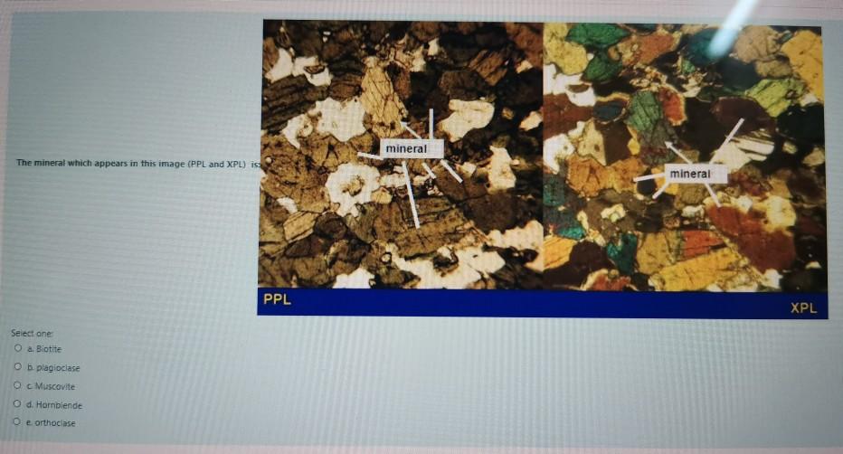 Solved The mineral in ppl and XPLIS PPL XPL Select one O a | Chegg.com