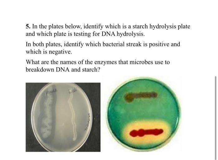 Solved 5. In the plates below, identify which is a starch | Chegg.com