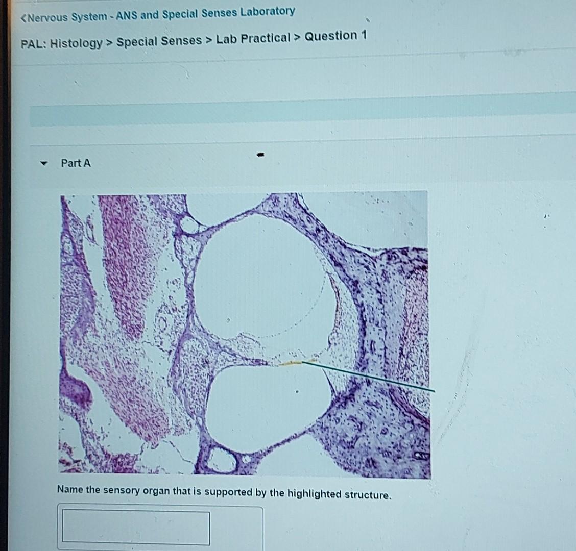 Solved Special Senses > Lab Practical > Question 1 Part A | Chegg.com