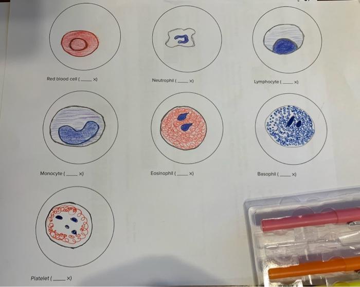Solved Sketch a single blood cell of each type in the | Chegg.com