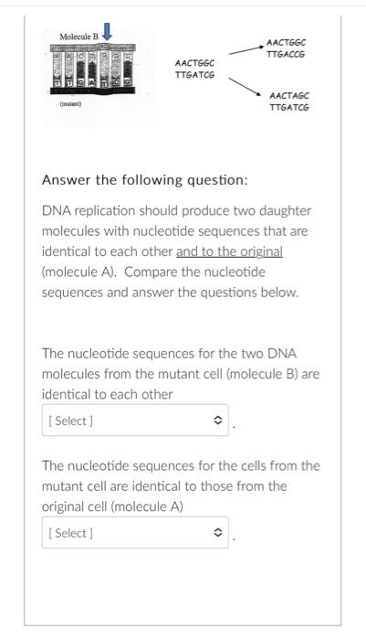 Solved Answer the following question: DNA replication should | Chegg.com