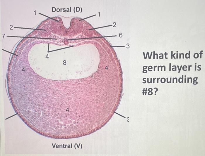 Solved Identify the germ layer that creates the structures | Chegg.com