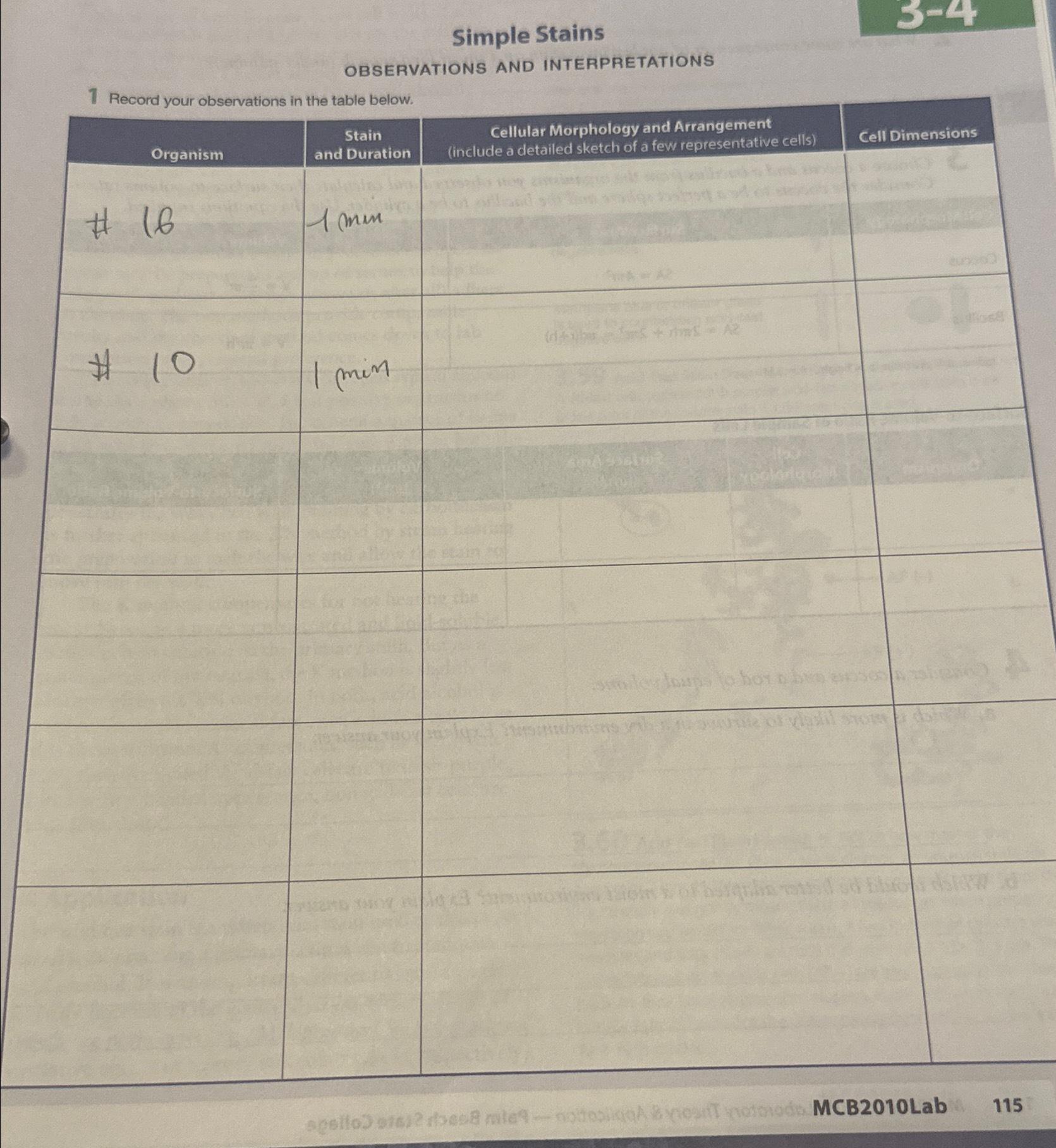 Simple StainsOBSERVATIONS AND INTERPRETATIONS1 | Chegg.com