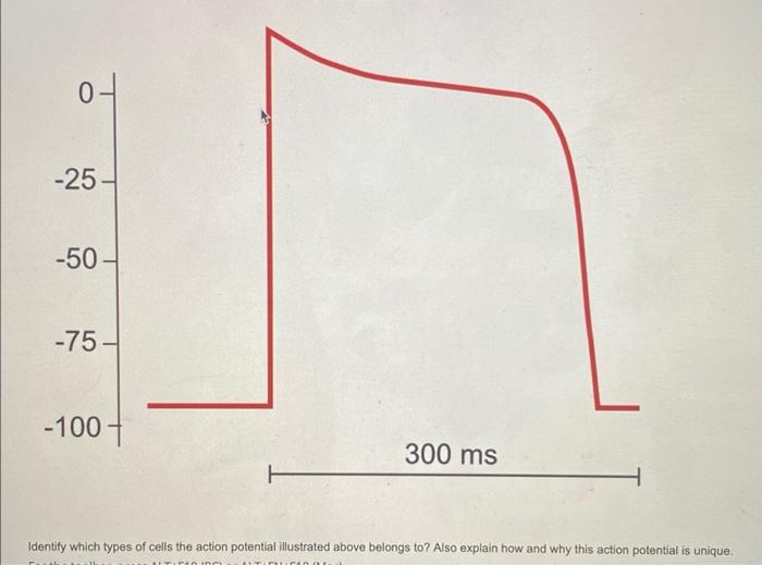 Solved Identify which types of cells the action potential | Chegg.com