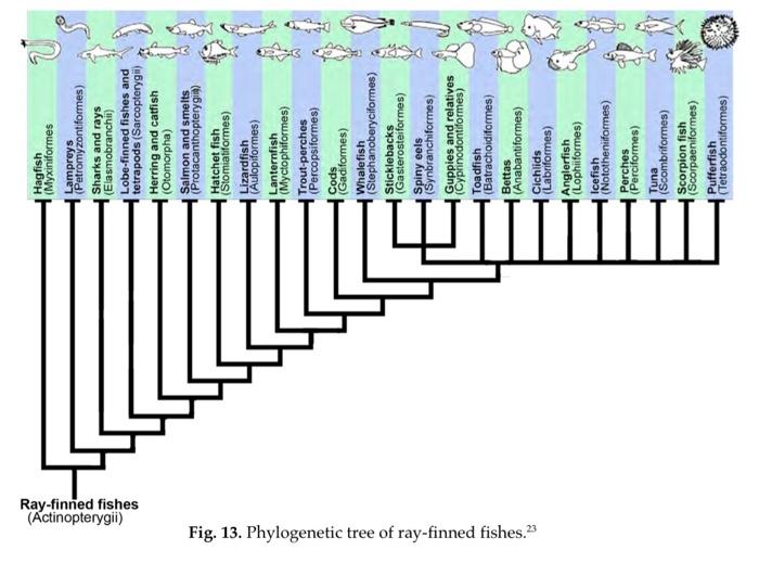 Solved tar - Study the phylogenetic tree above (Fig. 13) | Chegg.com
