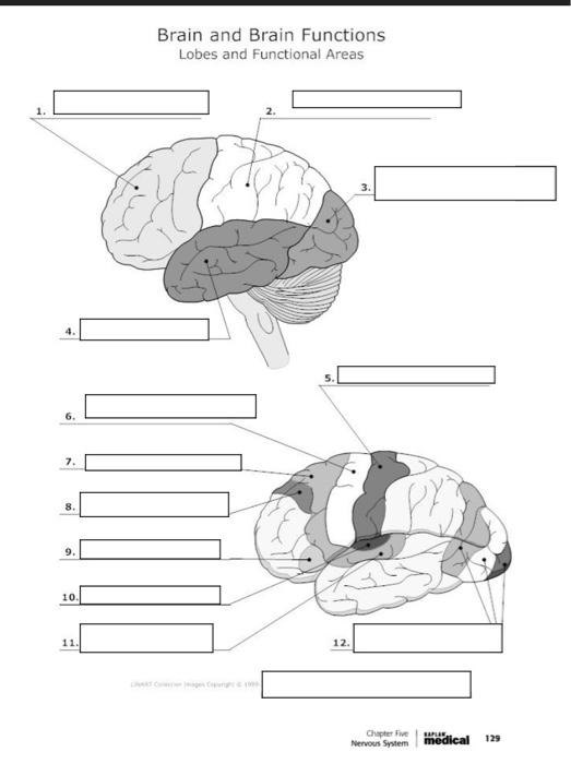 Solved Brain and Brain Functions Lobes and Functional Areas | Chegg.com