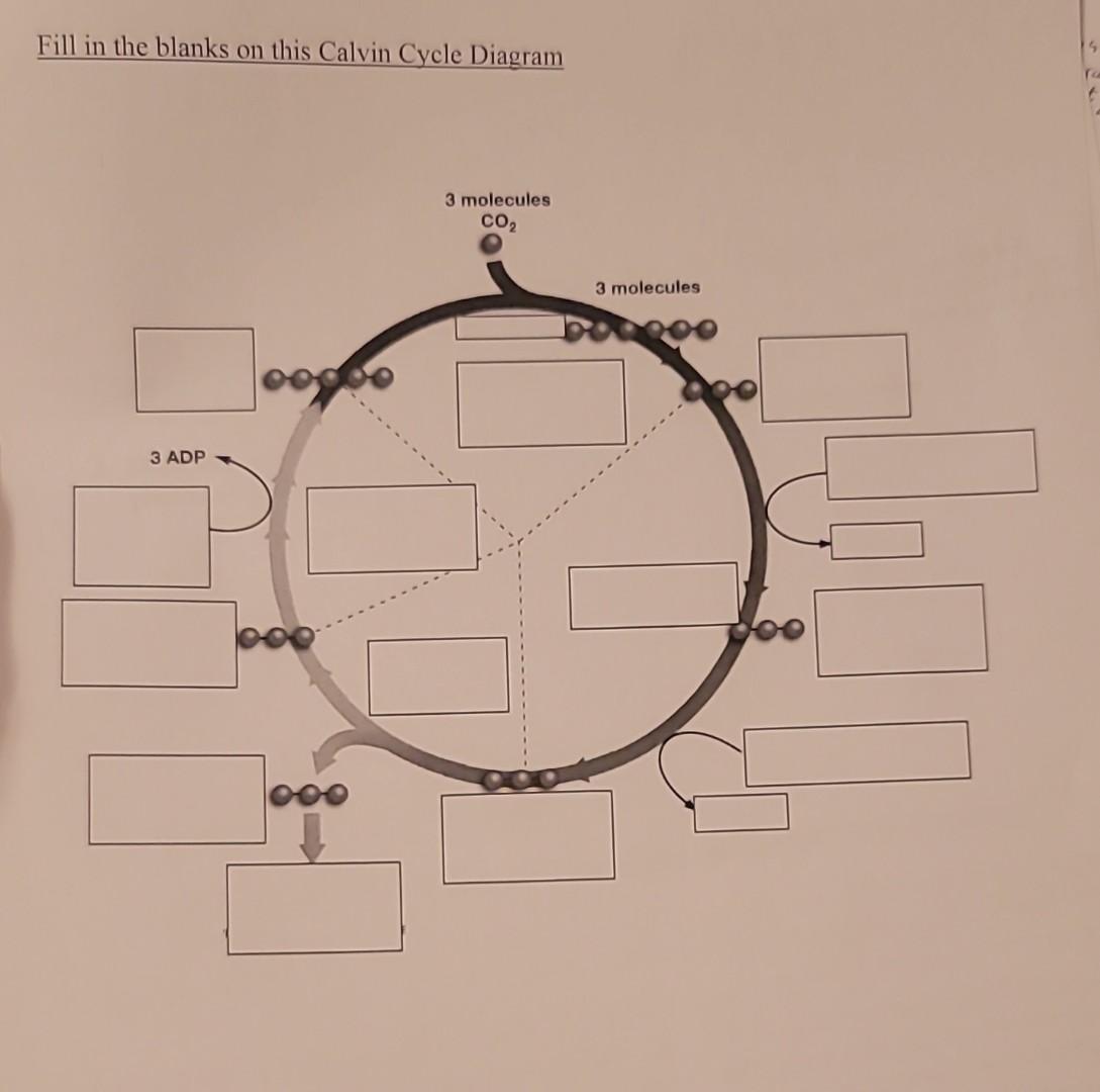 Solved Fill in the blanks on this Calvin Cycle Diagram | Chegg.com