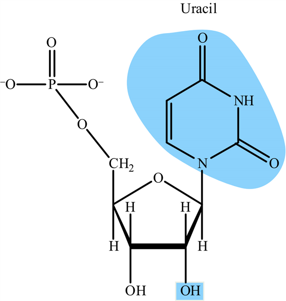 Solved: Chapter 13 Problem 1COQ Solution | Genetics 6th Edition | Chegg.com Solved: Chapter 13 Problem 1COQ Solution | Genetics 6th Edition | Chegg.com