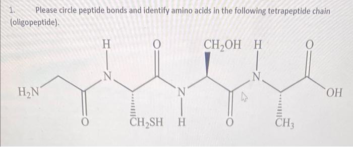 Solved 1. Please circle peptide bonds and identify amino | Chegg.com