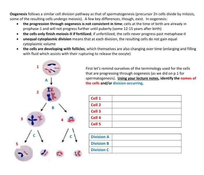 Solved Oogenesis follows a similar cell division pathway as | Chegg.com