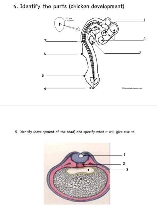 Solved 4. Identify the parts (chicken development) 5. | Chegg.com
